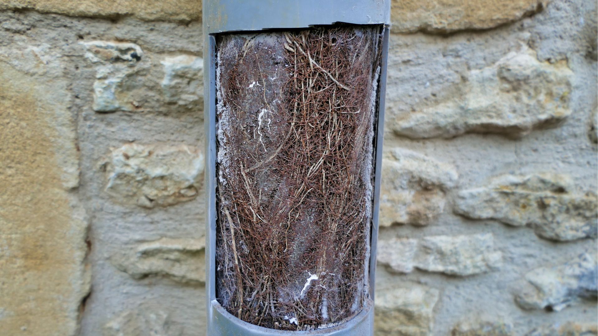 Trenchless Solutions for Tree Root Infiltration: A Comprehensive Guide