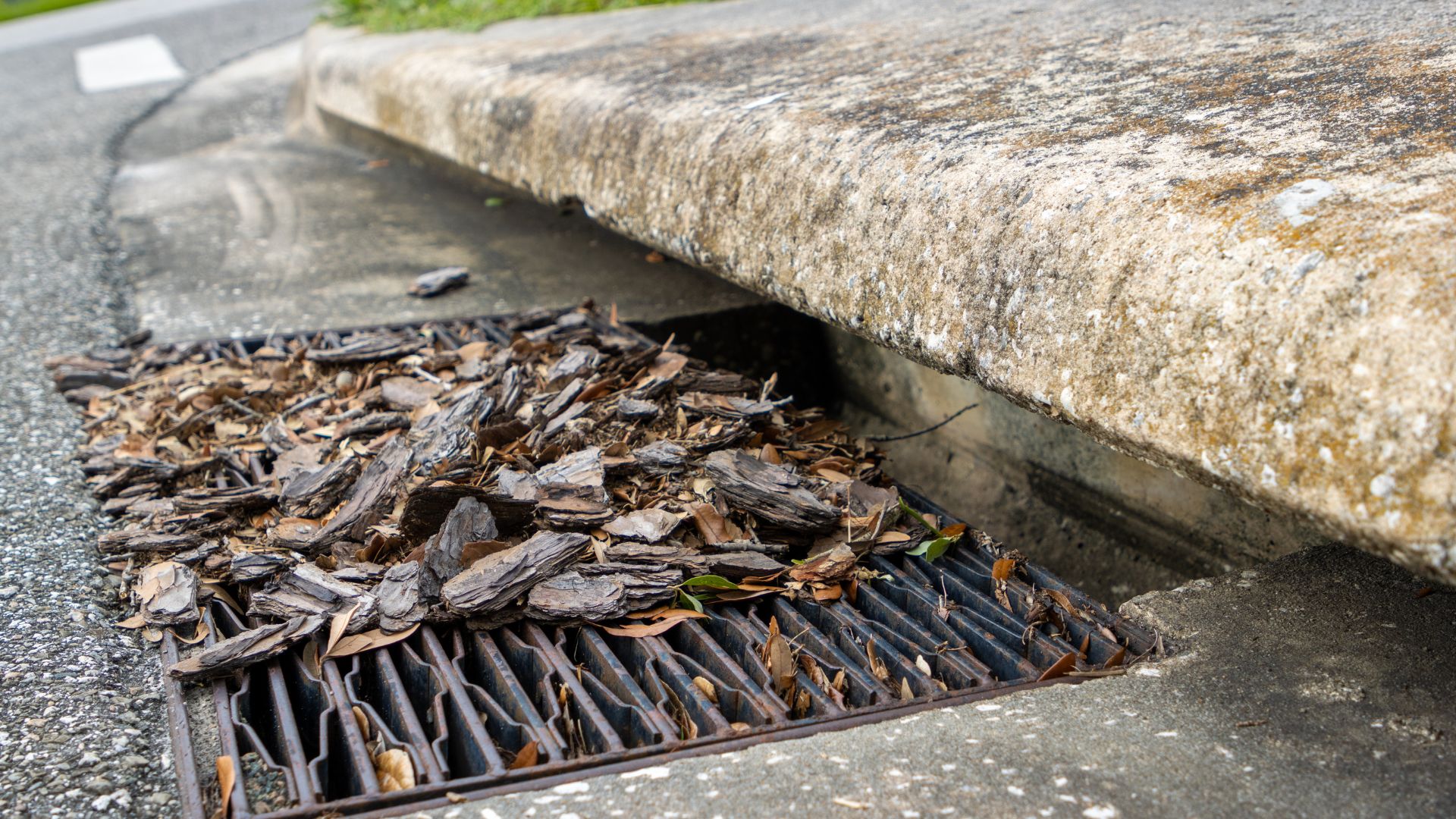 How Tree Roots Affect Stormwater Drains and What to Do About It